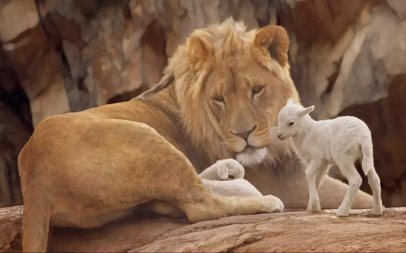 The Lion & The Lamb - Trinity Community Church